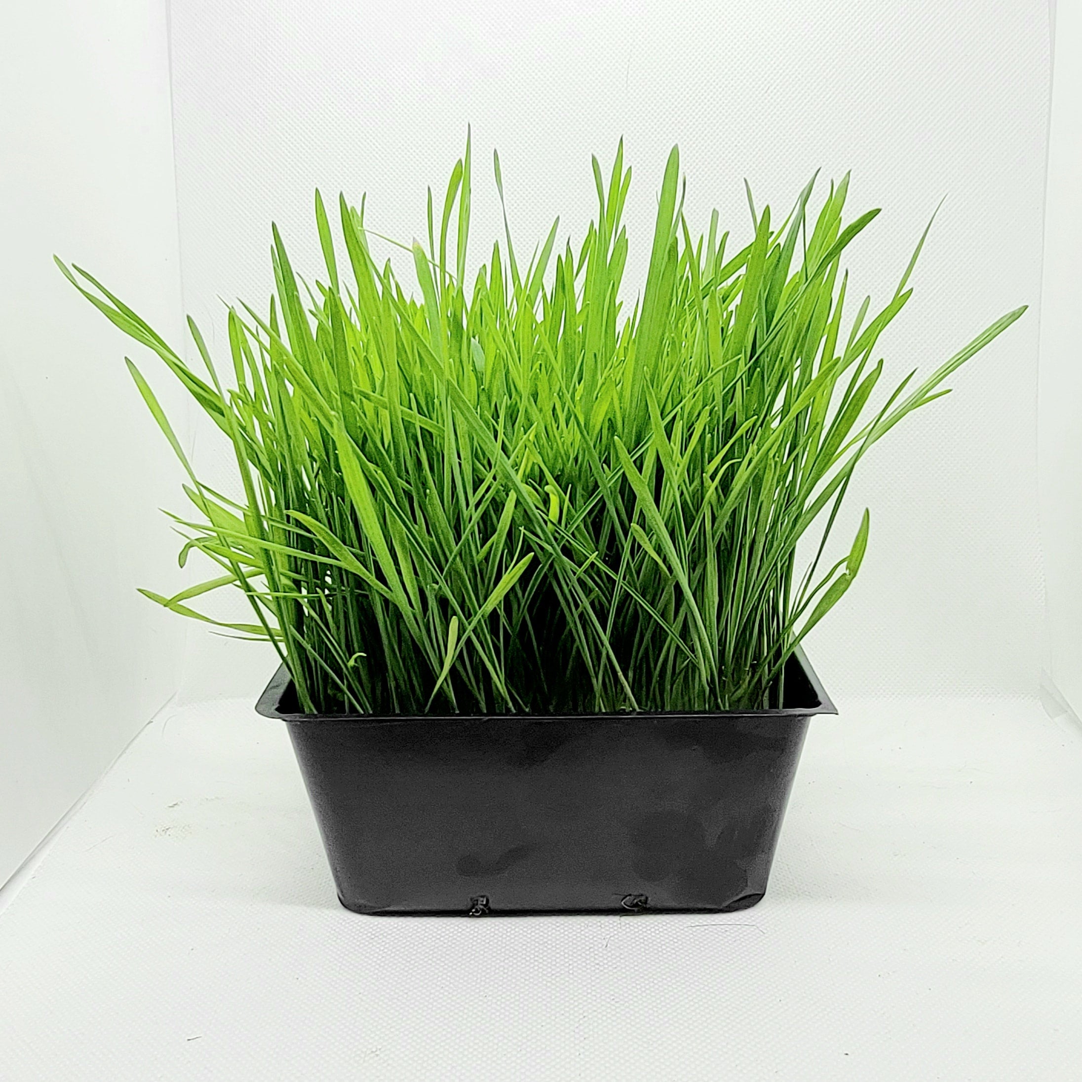 Live Wheatgrass / Pet Grass | Itty Bitty Micro Farm