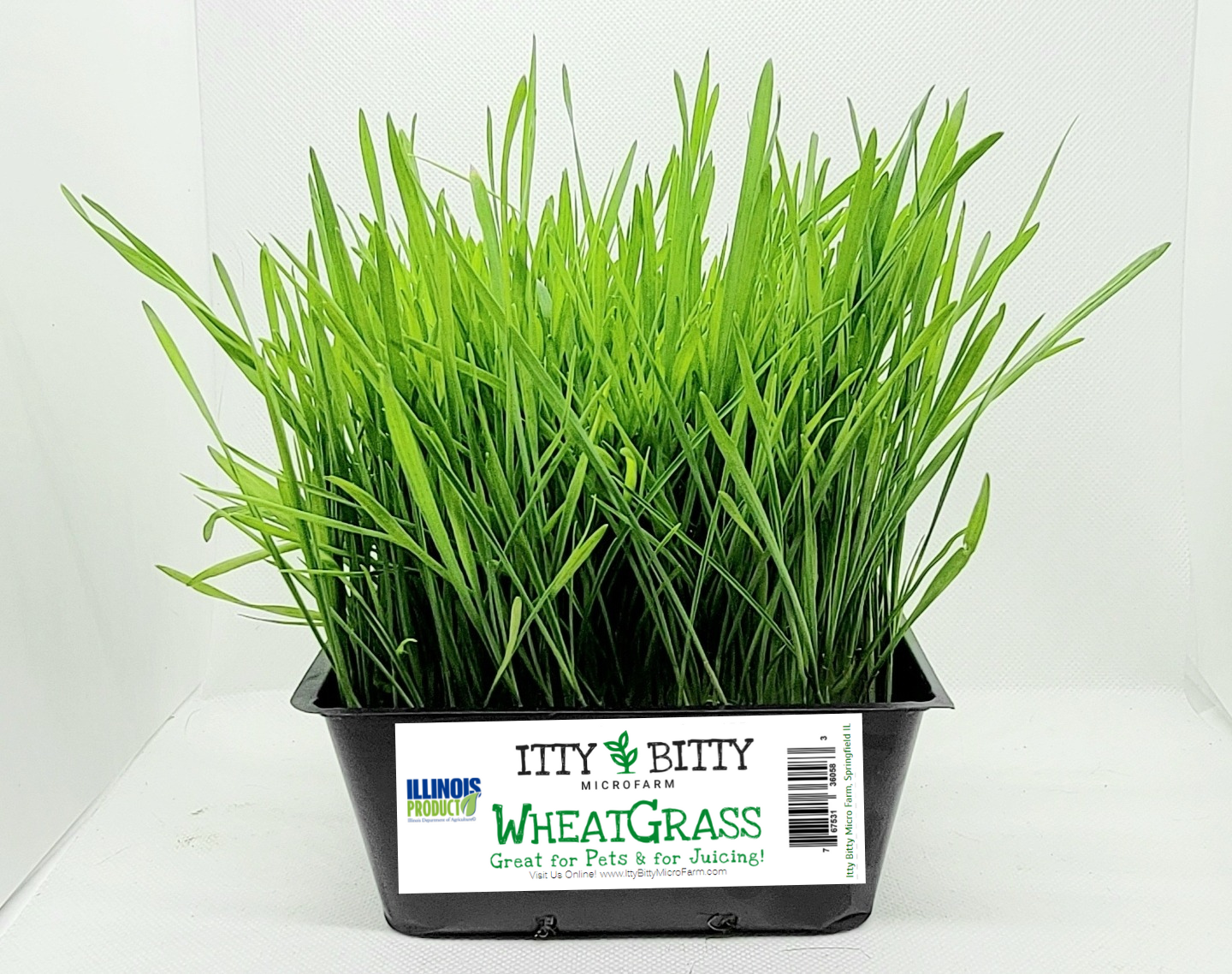Live Wheatgrass / Pet Grass | Itty Bitty Micro Farm